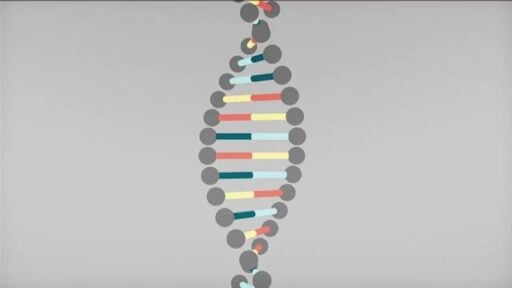DNA Finally Gets a Beautiful Explainer Befitting Its Mystifying Elegance
