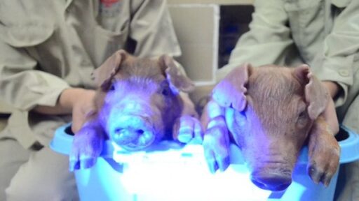 These Pigs Glow-in-the-Dark to Save Lives