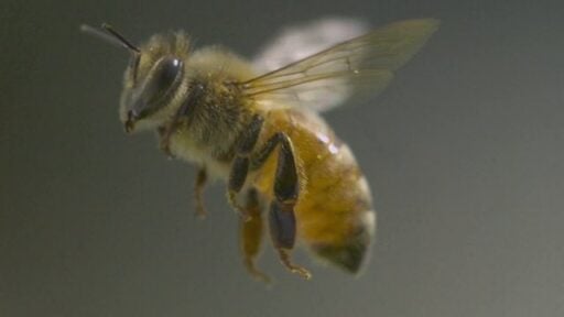 Gorgeous Slow-Mo of the Machine-Like Beauty of Honeybees in Flight