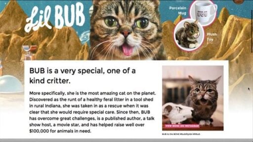 Scientists To Sequence Lil Bub's Genome