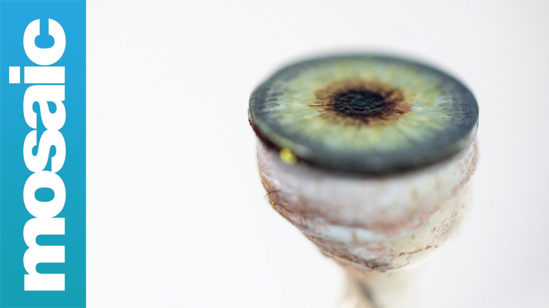 This Is How Prosthetic Eyes are Made