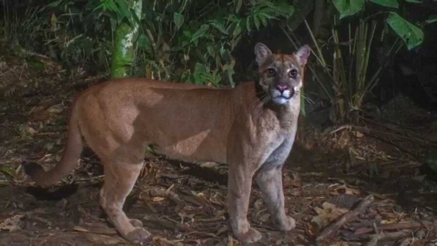 How Scientists Use Hidden "Camera Traps" to Get Incredible Cameos of ...