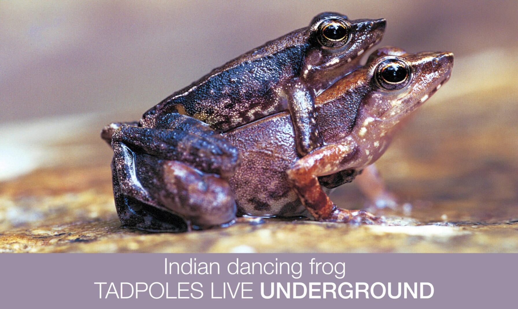 Biologists Have Discovered Underground, Burrowing Tadpoles