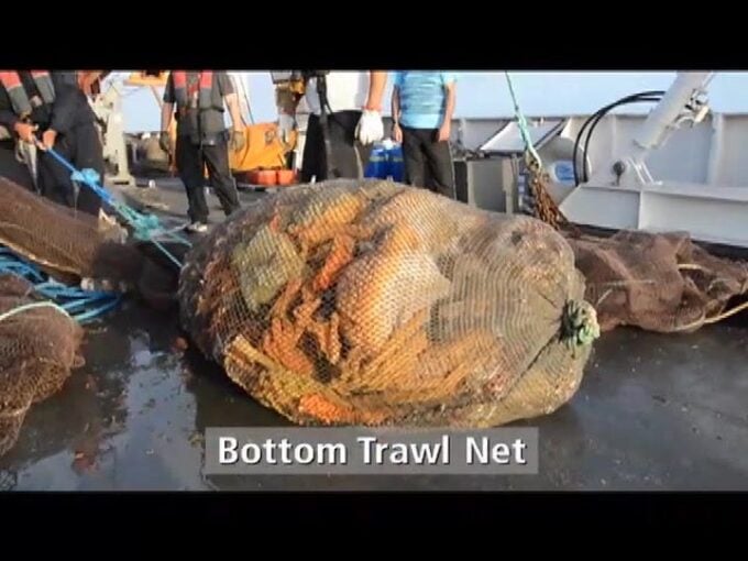 There's a Gigantic Reef Surrounding the Amazon River and Nobody Noticed