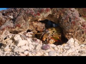 The Mighty Claw of the Mantis Shrimp Inspires Next-Gen Helmets and Body ...
