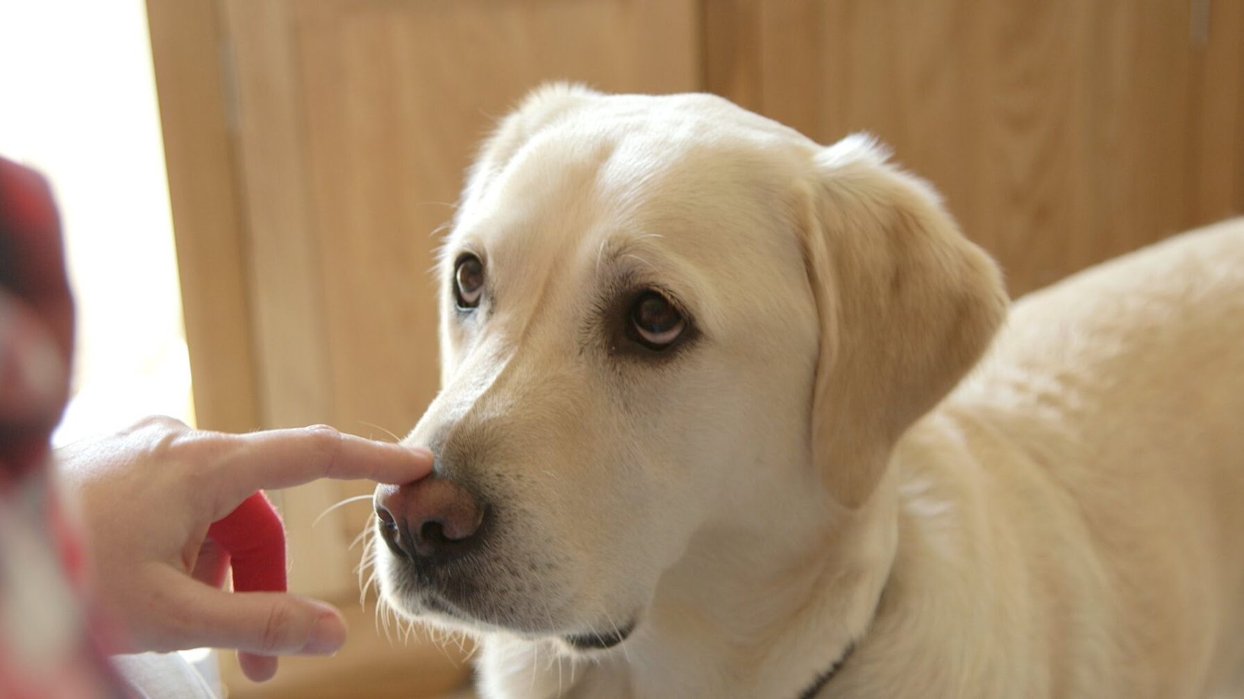 We Finally Know How Dogs Sniff Out Diabetes