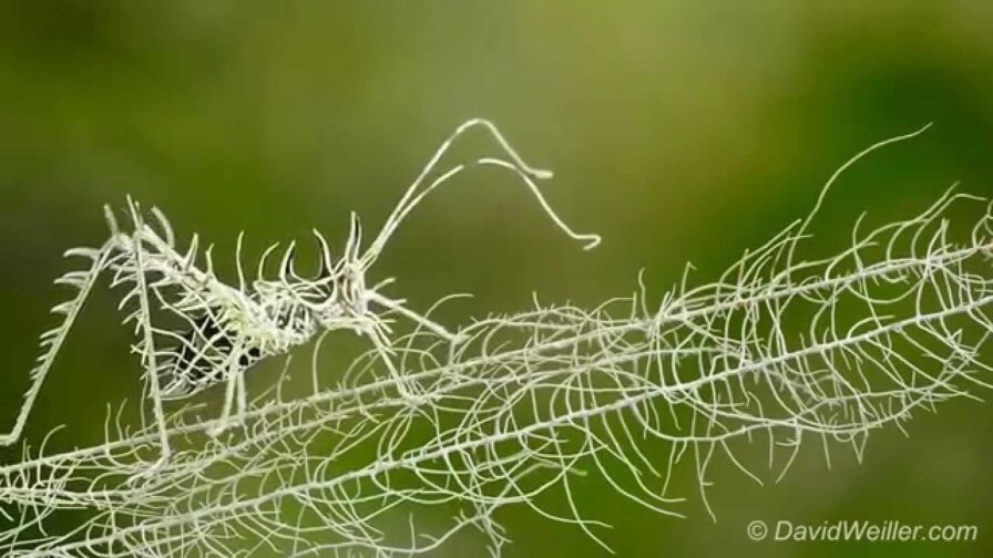 This Bug's Camouflage Is Very Impressive