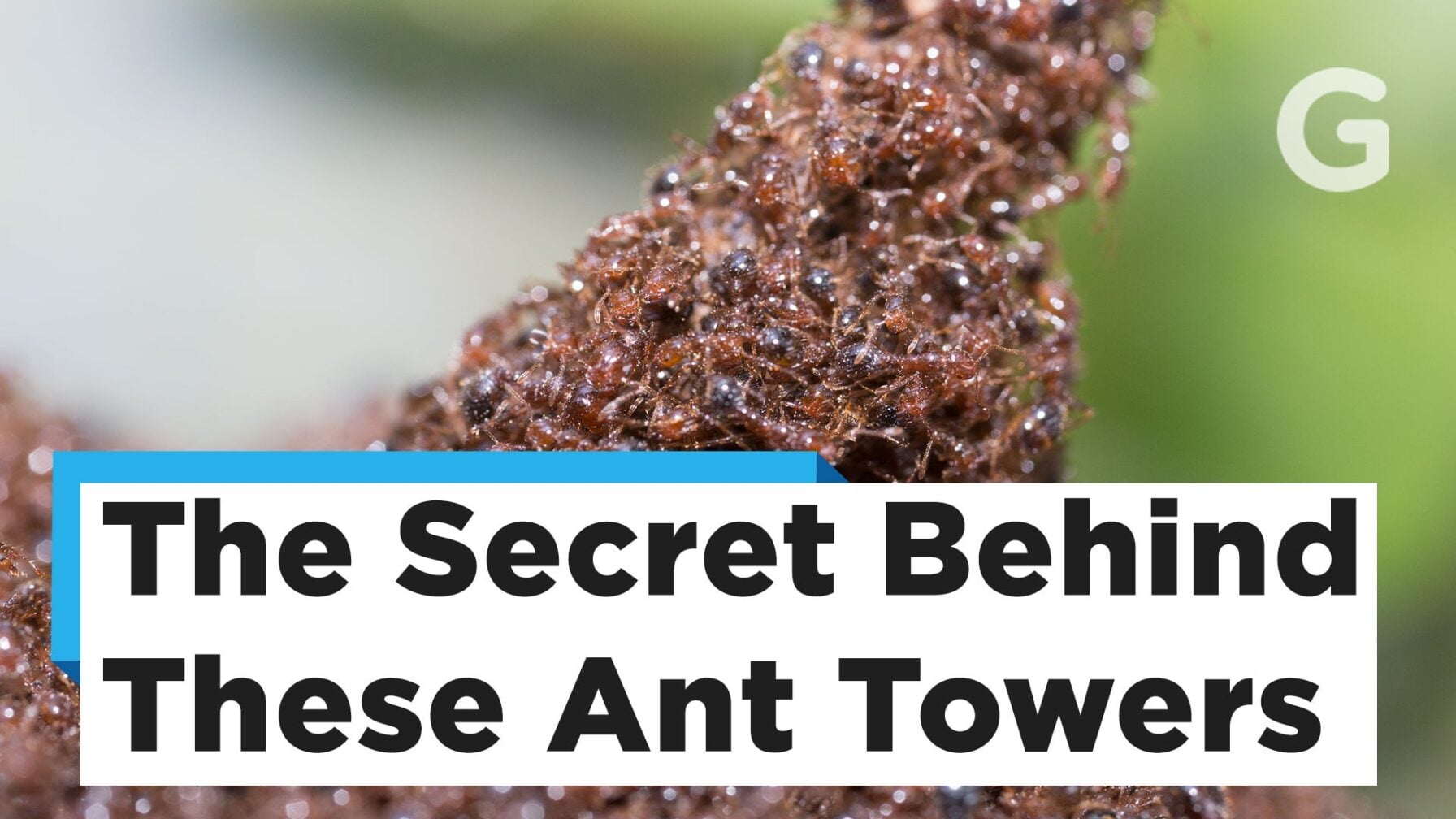 Scientists Discover the Secret Behind Incredible Ant Towers