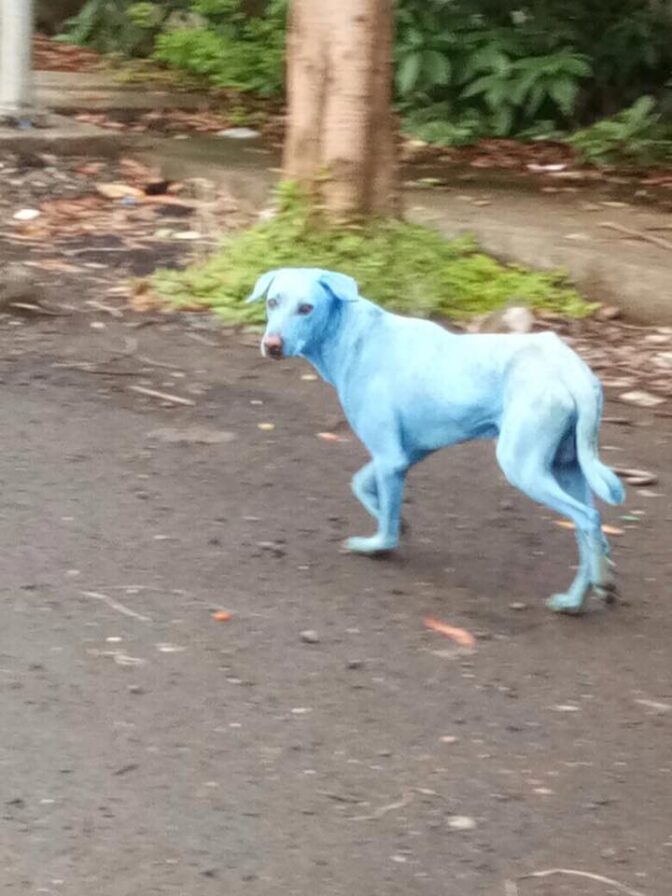 Dogs Are Turning Blue in India for the Saddest Reason