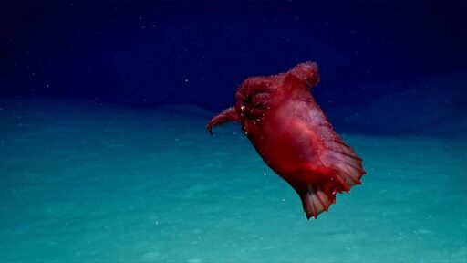 Mesmerizing Deep-Sea 'Headless Chicken Monster' Filmed in the Southern ...