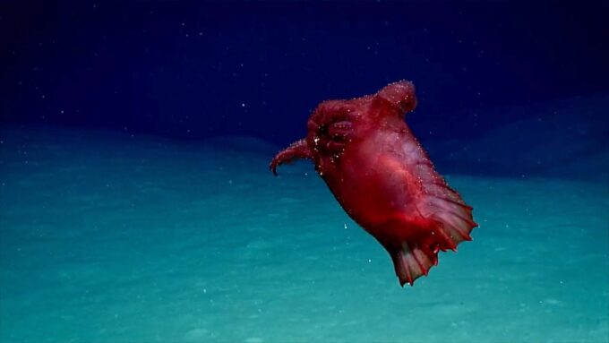 Mesmerizing Deep-Sea 'Headless Chicken Monster' Filmed in the Southern ...