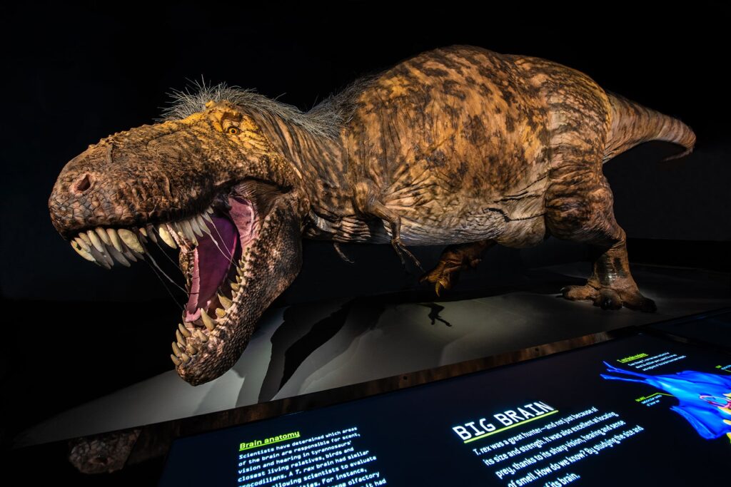 What Did T. Rex Look Like? A New Exhibit Has the 'Ultimate Predator' in ...