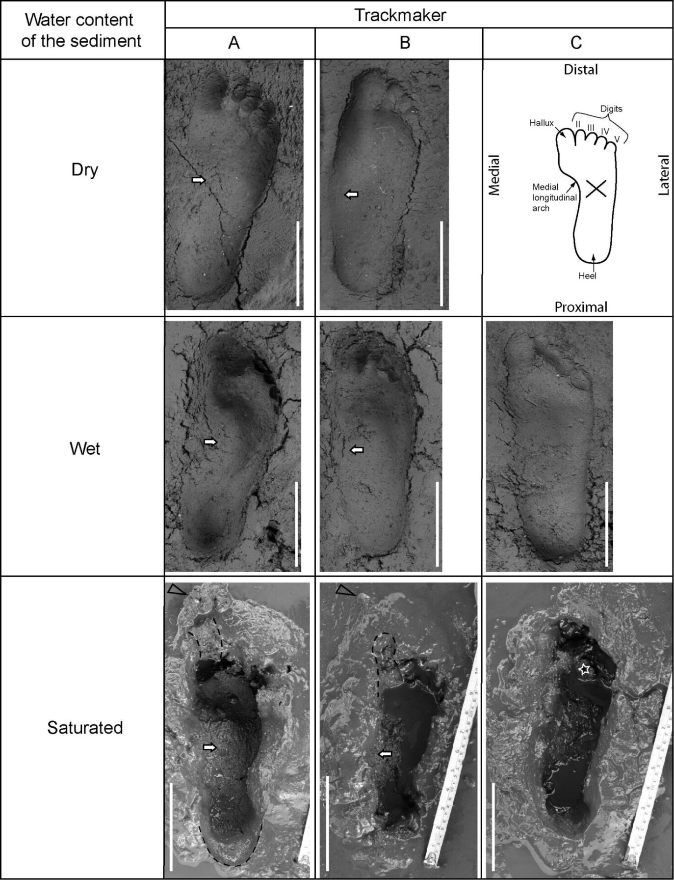 Controversial Study Suggests 15,600-Year-Old Impression Is the Oldest ...
