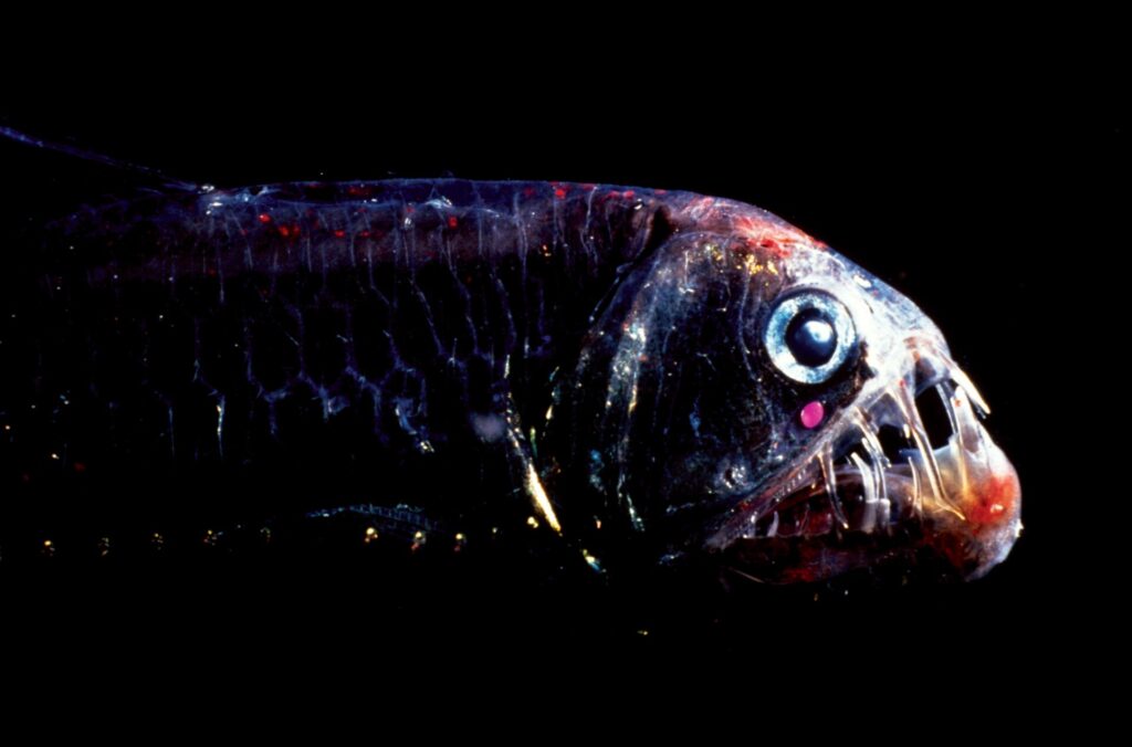 Some Deep-Sea Fish Can See Color in Near Total Darkness