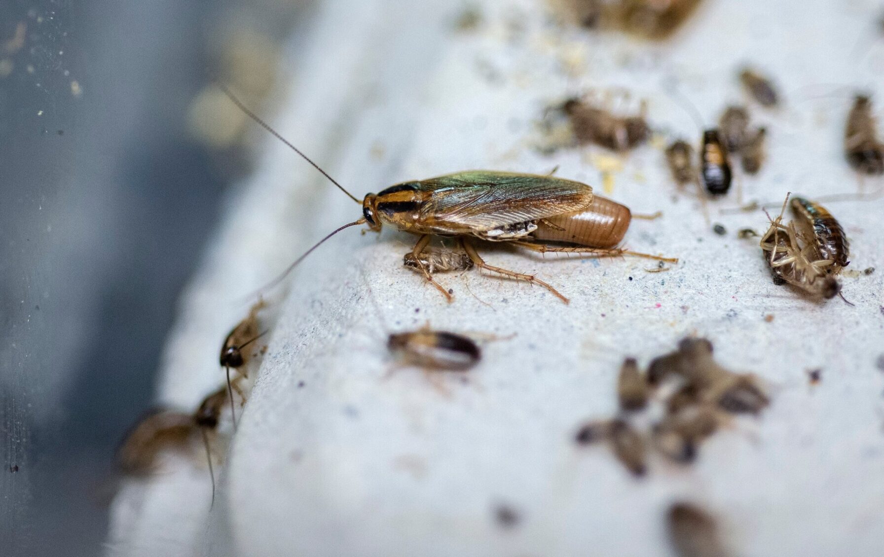 Blood Feasts and Roach Vacuums: The Life of an Urban Pest Scientist