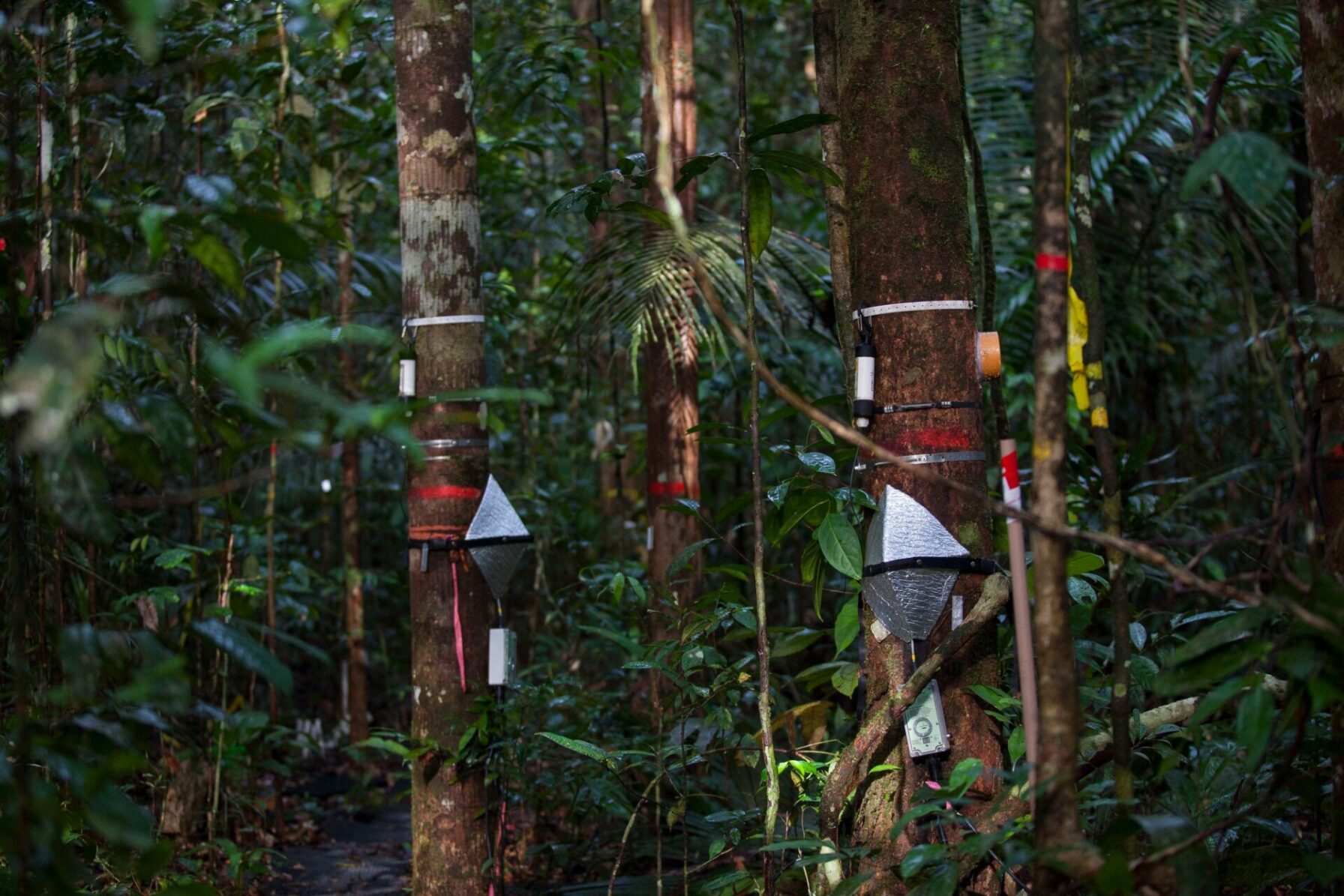 Radical Climate Change Experiment in the Amazon Hits Political Turbulence