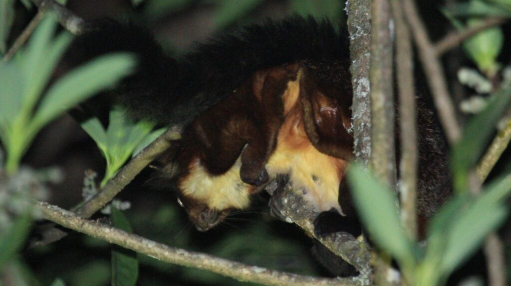 Adorable New Species of Flying Squirrel Discovered in China
