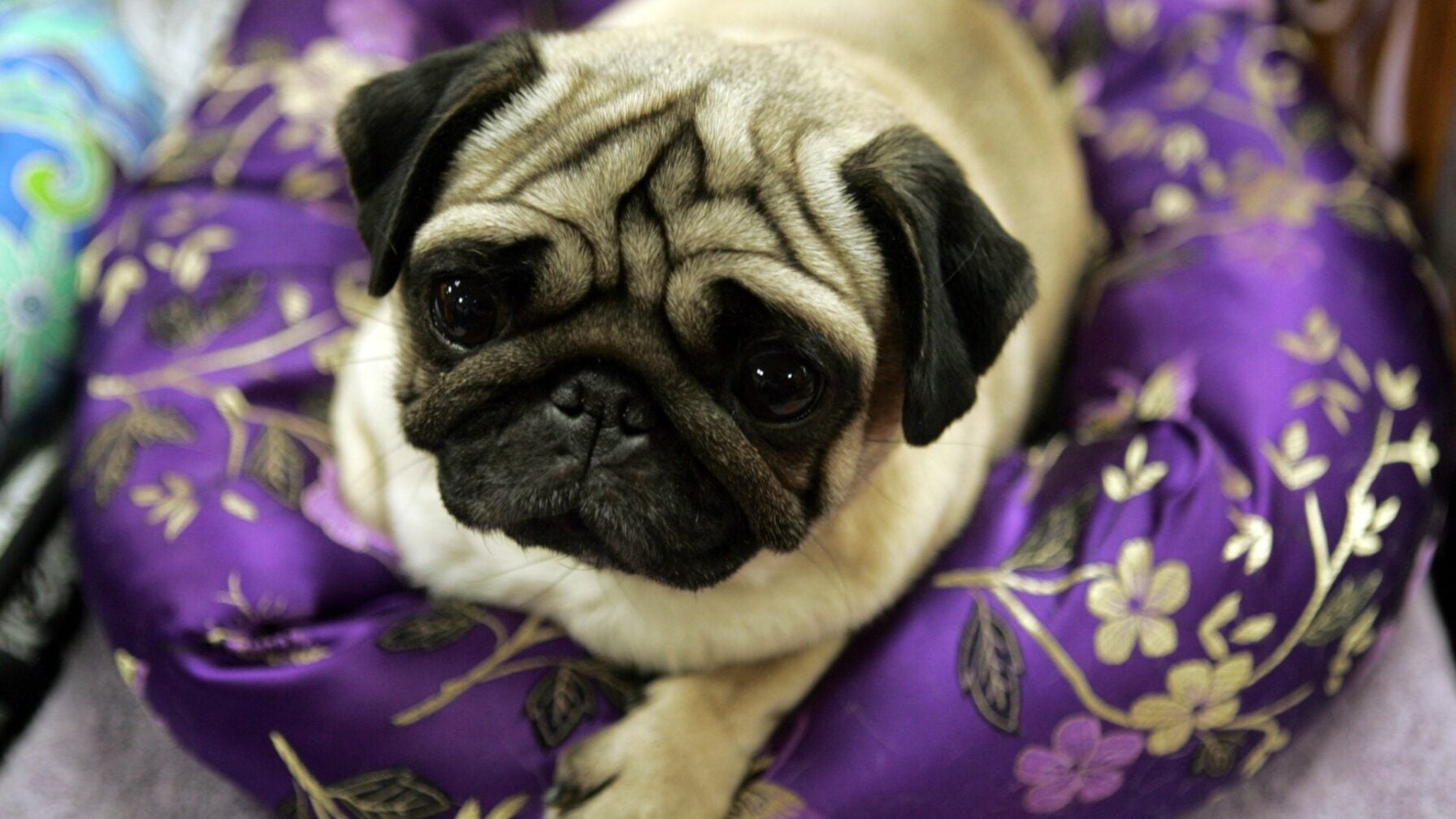 To Pet Owners, a Dog's Whimpering Sounds Just as Sad as an Infant's Cry