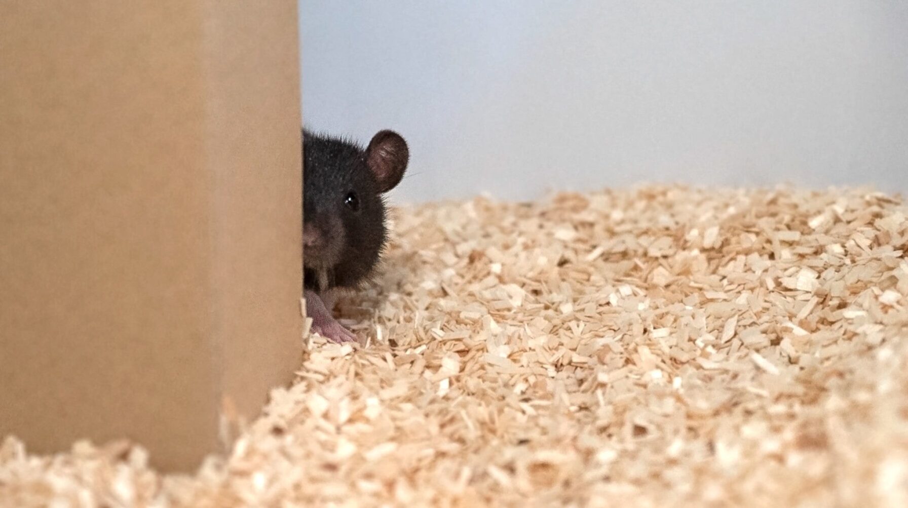 Scientists Taught Rats to Play Hide-and-Seek, and They're Actually ...