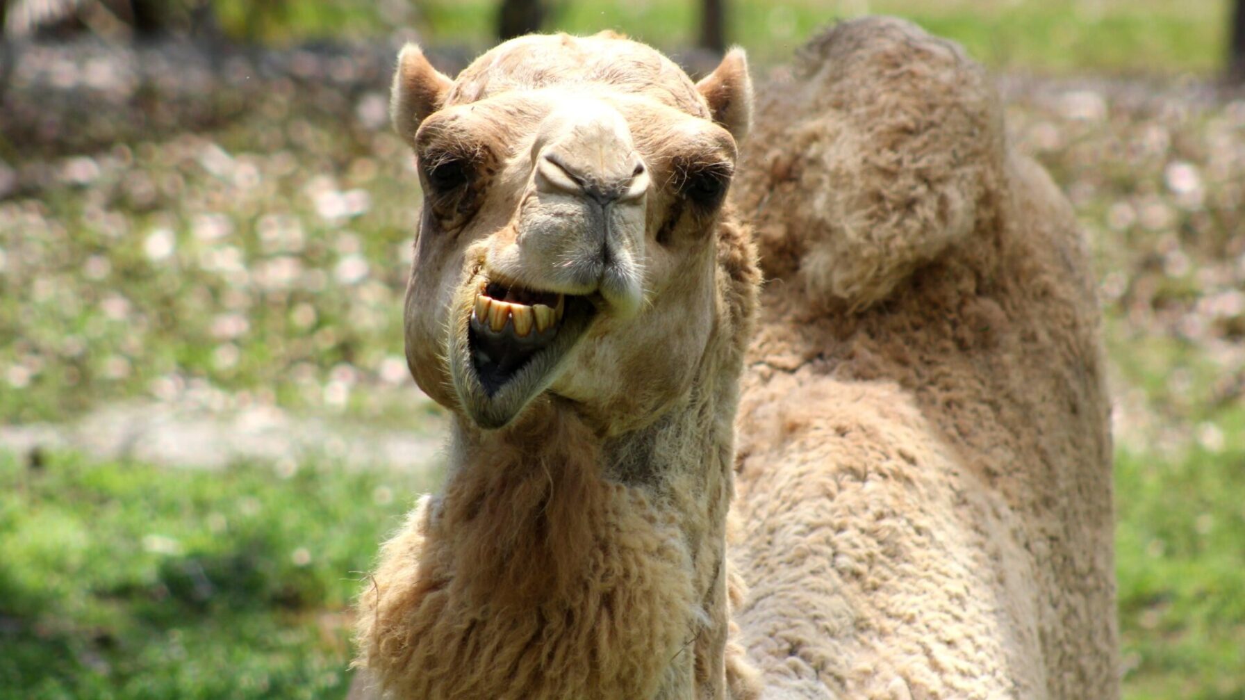 Police Say Woman Bit Camel's Balls: 'The Camel Did Nothing Wrong'