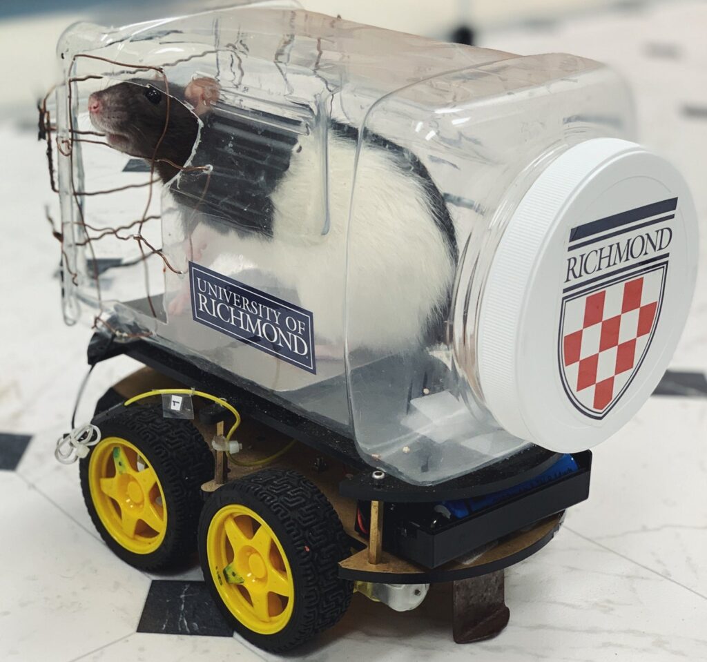Okay, But Can We Teach the Rats to Race?