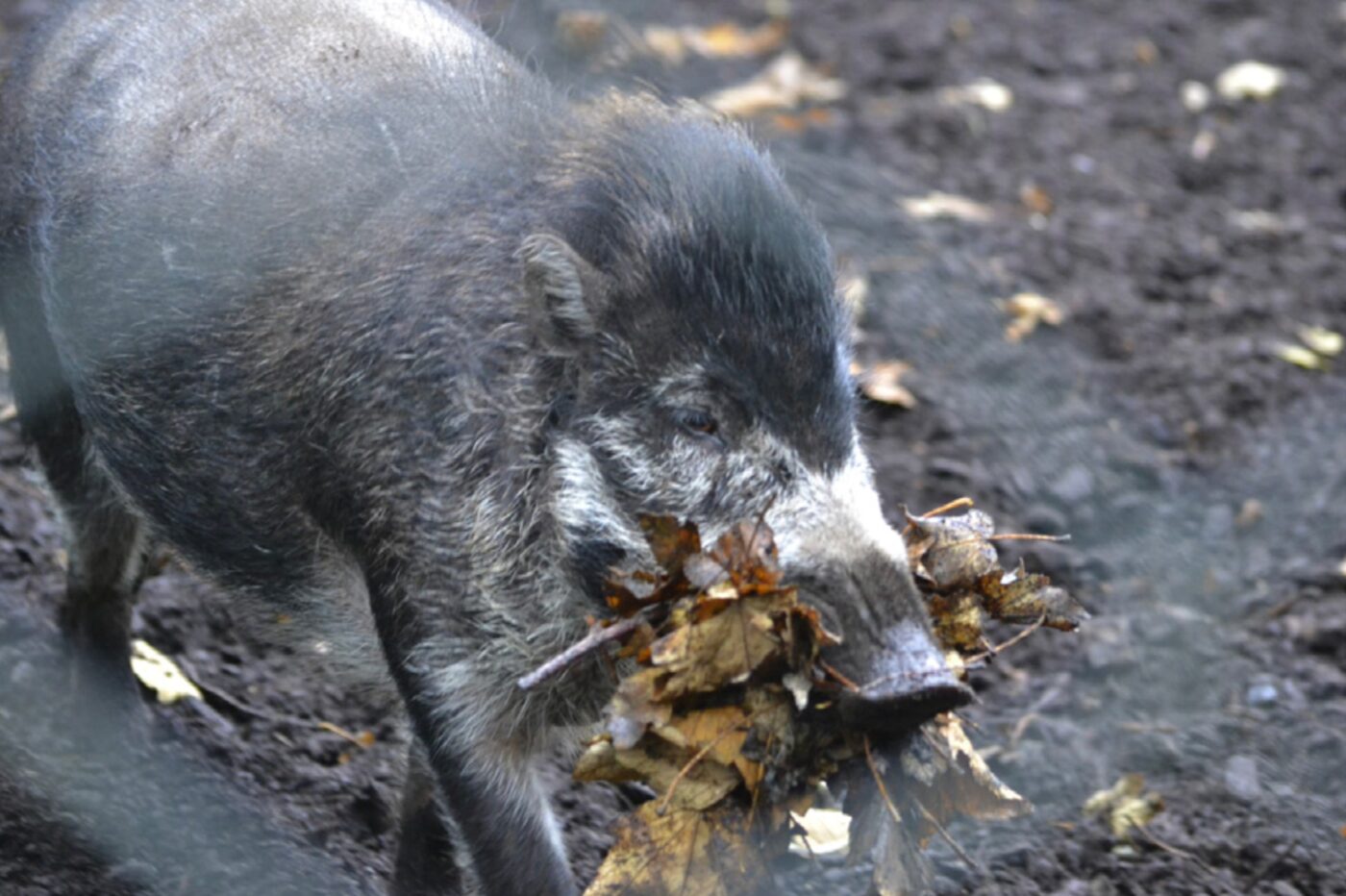 Unprecedented Video Shows Pigs Using Tools