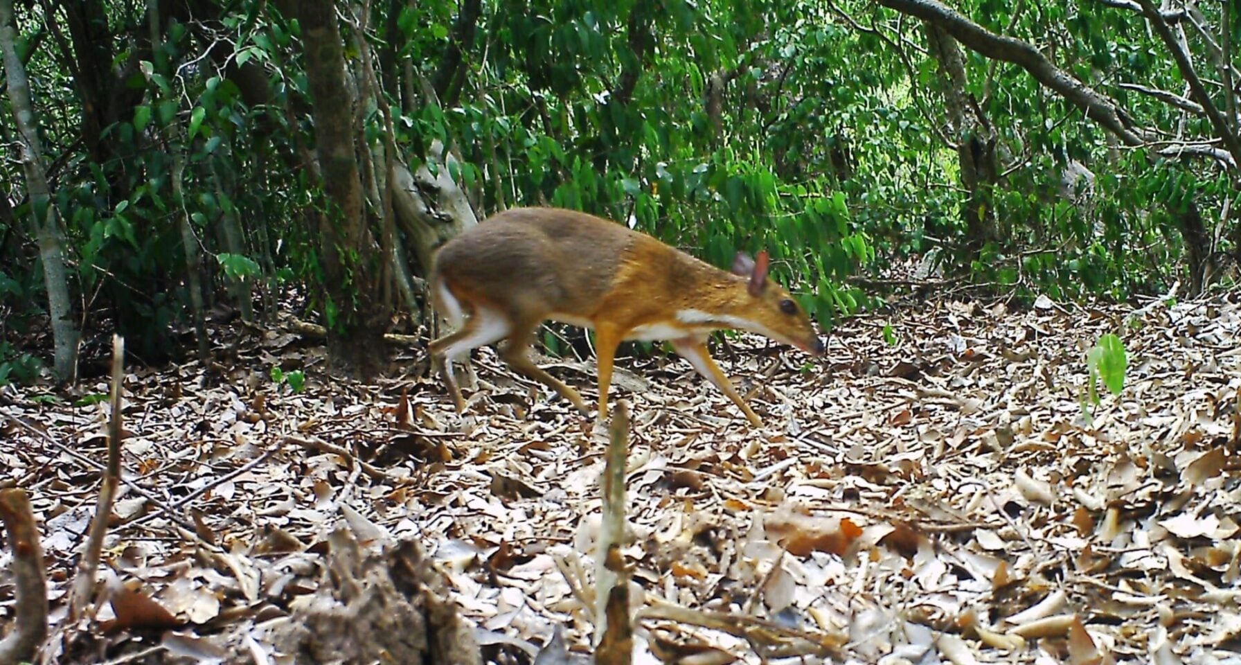 'Lost' Species of Mouse-Deer Spotted in Vietnam After 30 Years