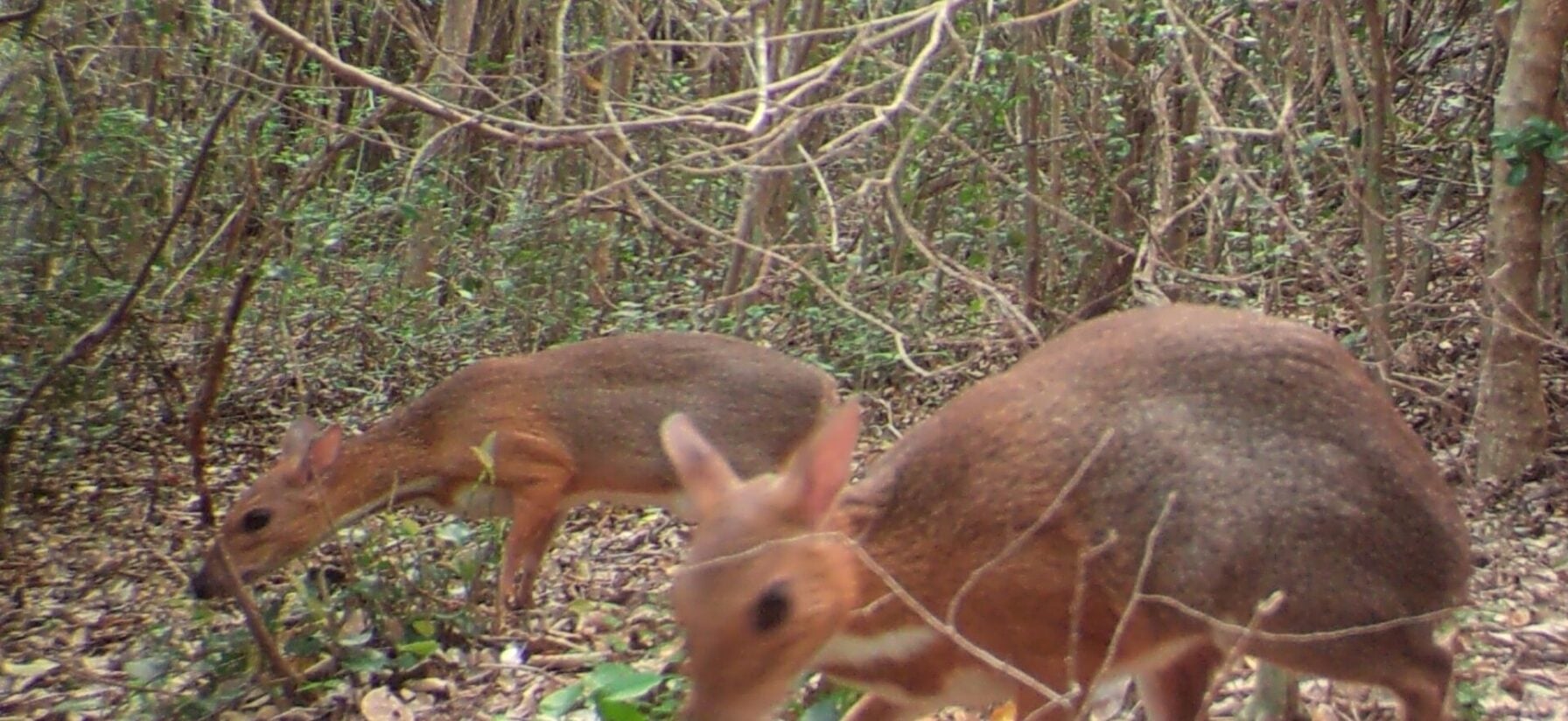 'Lost' Species of Mouse-Deer Spotted in Vietnam After 30 Years