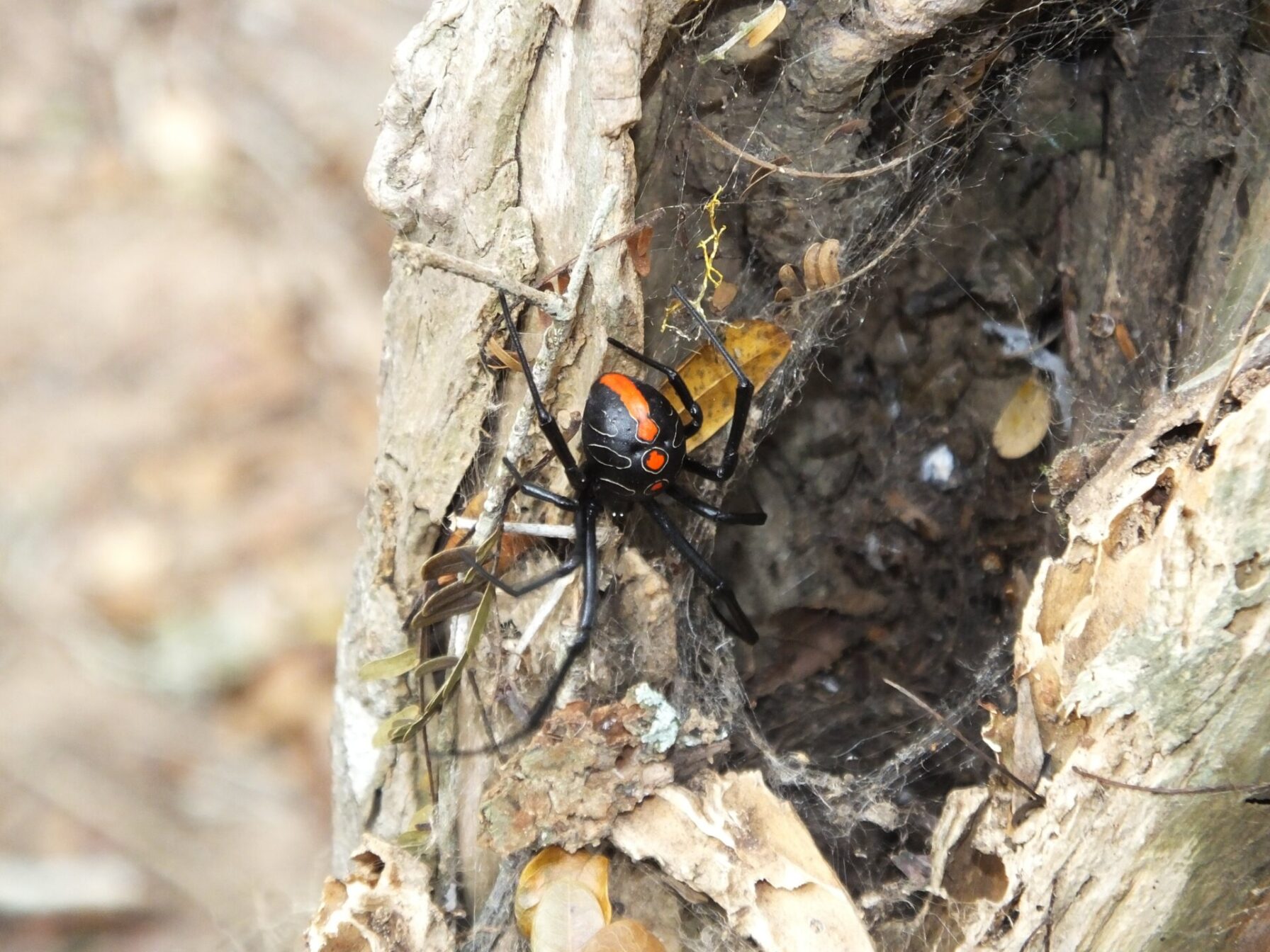 Newly Discovered Widow Spider Lays Bright Purple Eggs