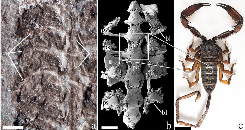 436-Million-Year-Old Scorpion Was Among the Planet's First Air Breathers