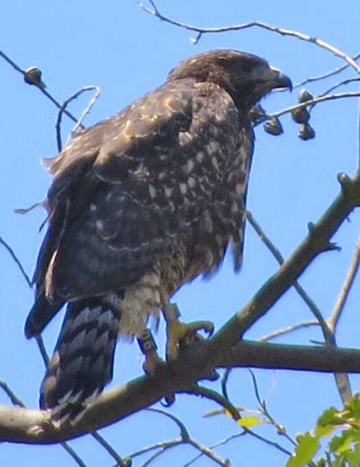 Hawks’ Forbidden Love Results in a Rare Hybrid