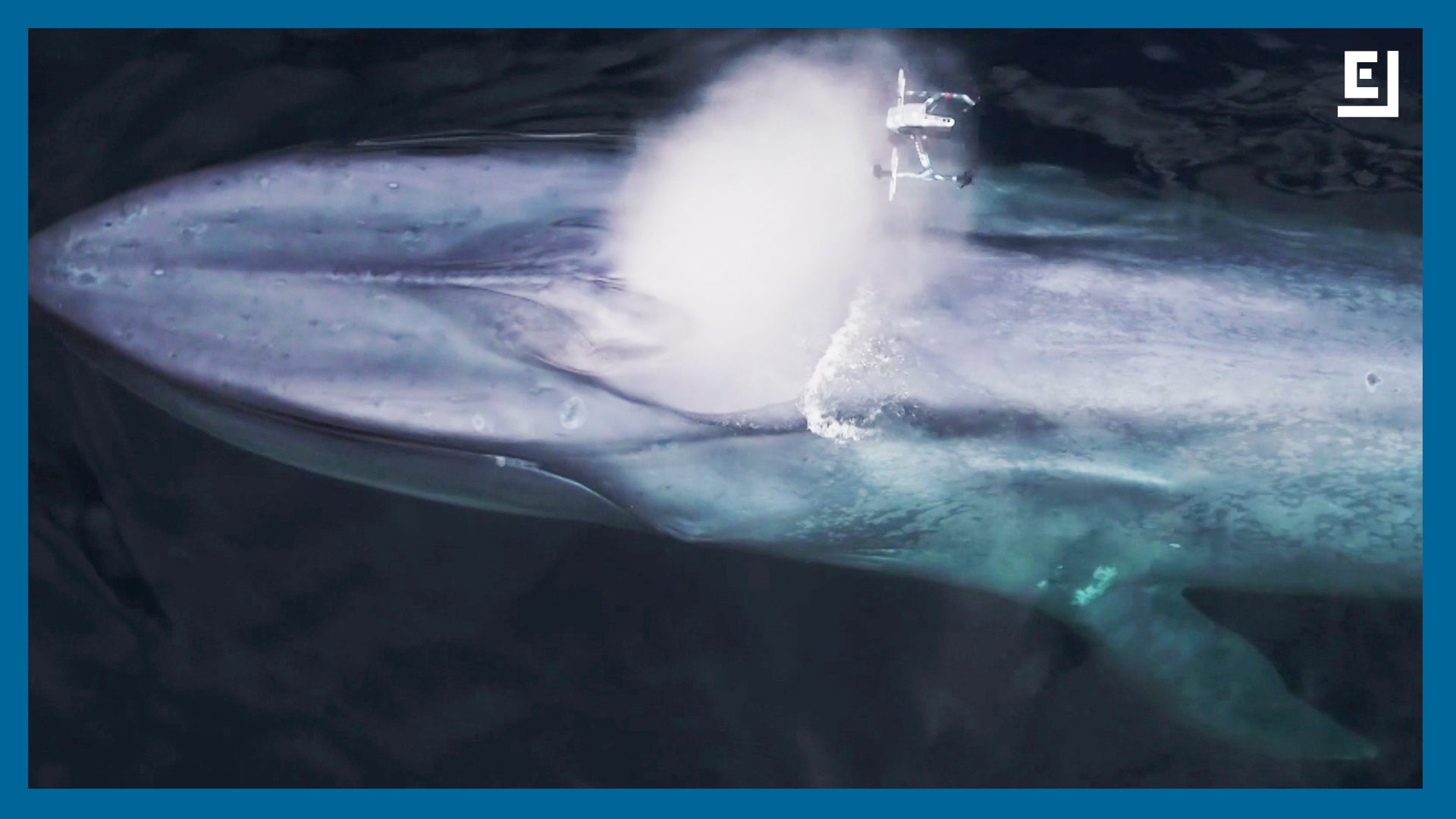 Scientists Made A Drone To Capture Whale Snot