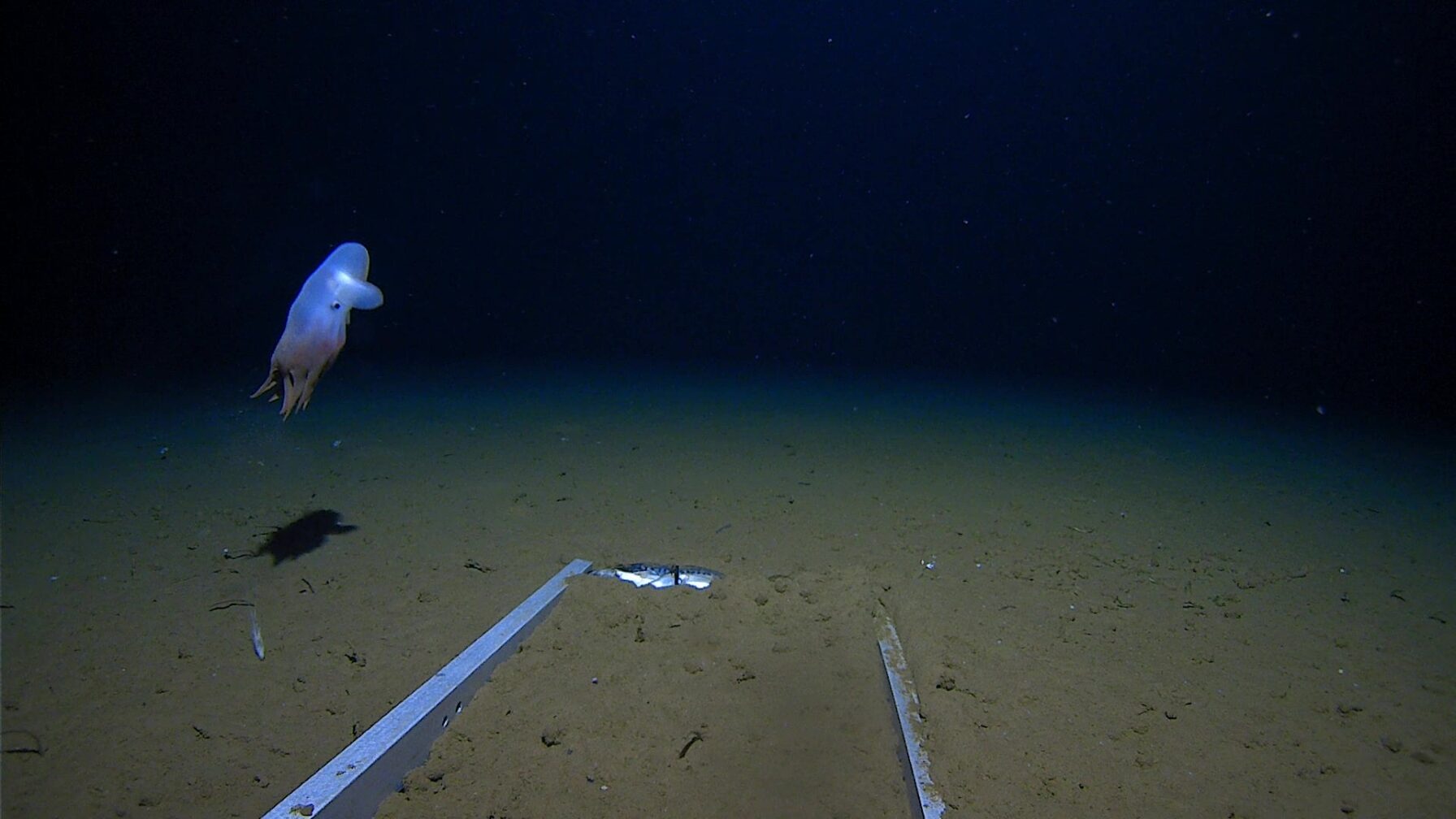 Scientists Captured New Footage of the Deepest-Living Octopus