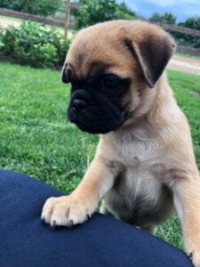Saving the Pug