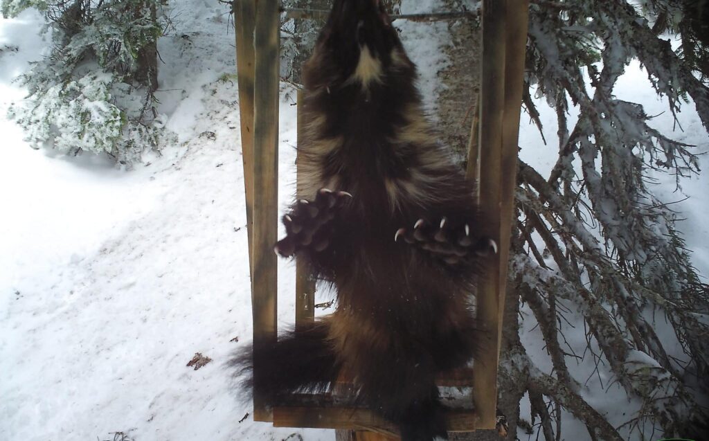 Wolverines Return to Mount Rainier After 100-Year Absence