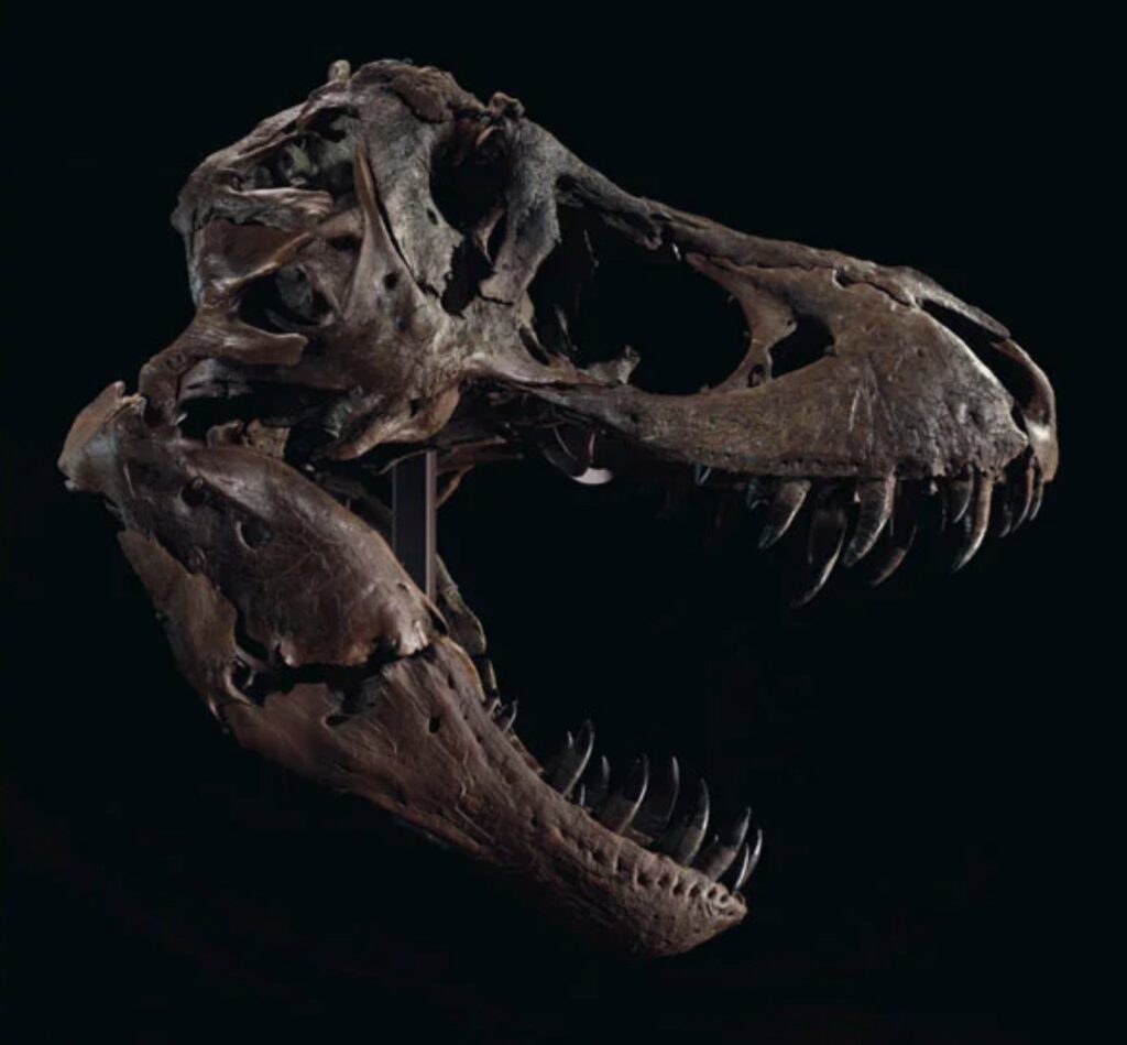 Auction of Unusually Complete T. Rex Skeleton Could Smash Sales Record