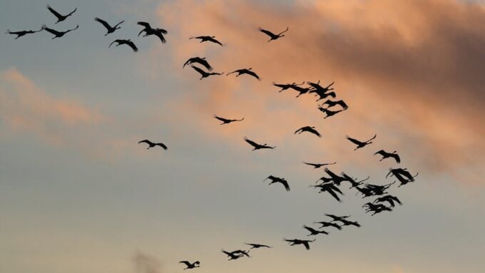 Climate Change Is Now Killing Birds in Midair