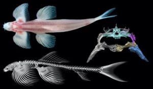 Several Fish Can Secretly Walk on Land, Study Suggests