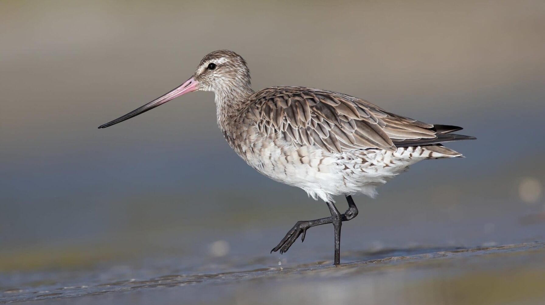 Record-Breaking Bird Just Flew Nonstop From Alaska to New Zealand