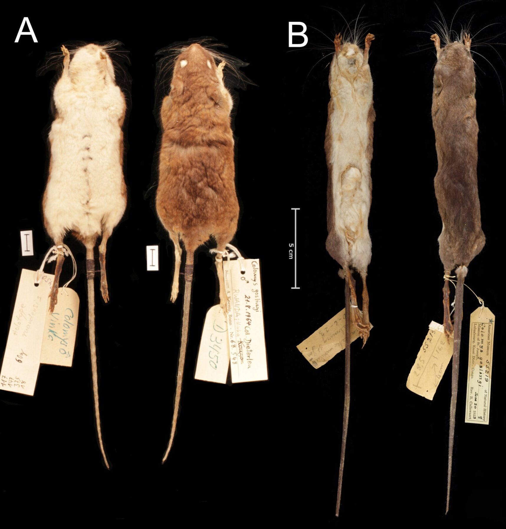 These Semi-Aquatic Mice Are as Fascinating as They Are Adorable