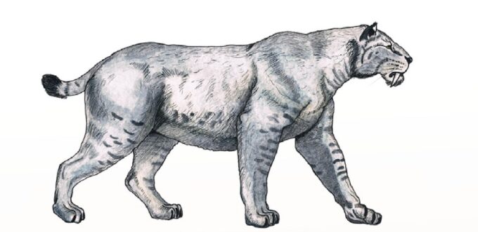 Scimitar-Toothed Cats Hunted Prey to Exhaustion, DNA Study Suggests