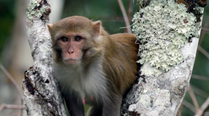 Monkeys See Things That Aren't There With Artificial Vision Brain Implant