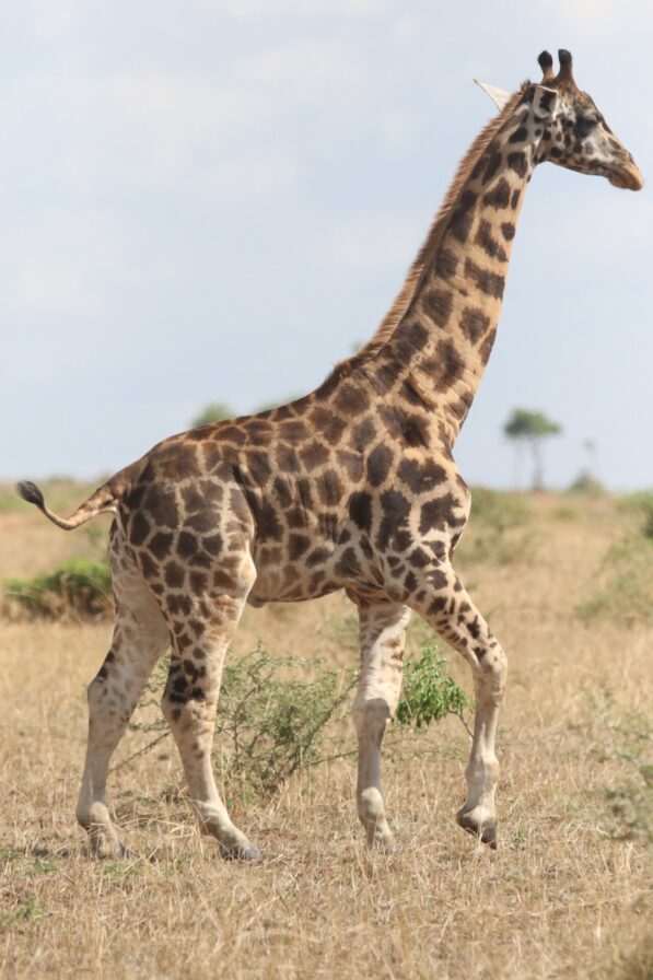 Scientists Discover Short-Legged Corgi Giraffes