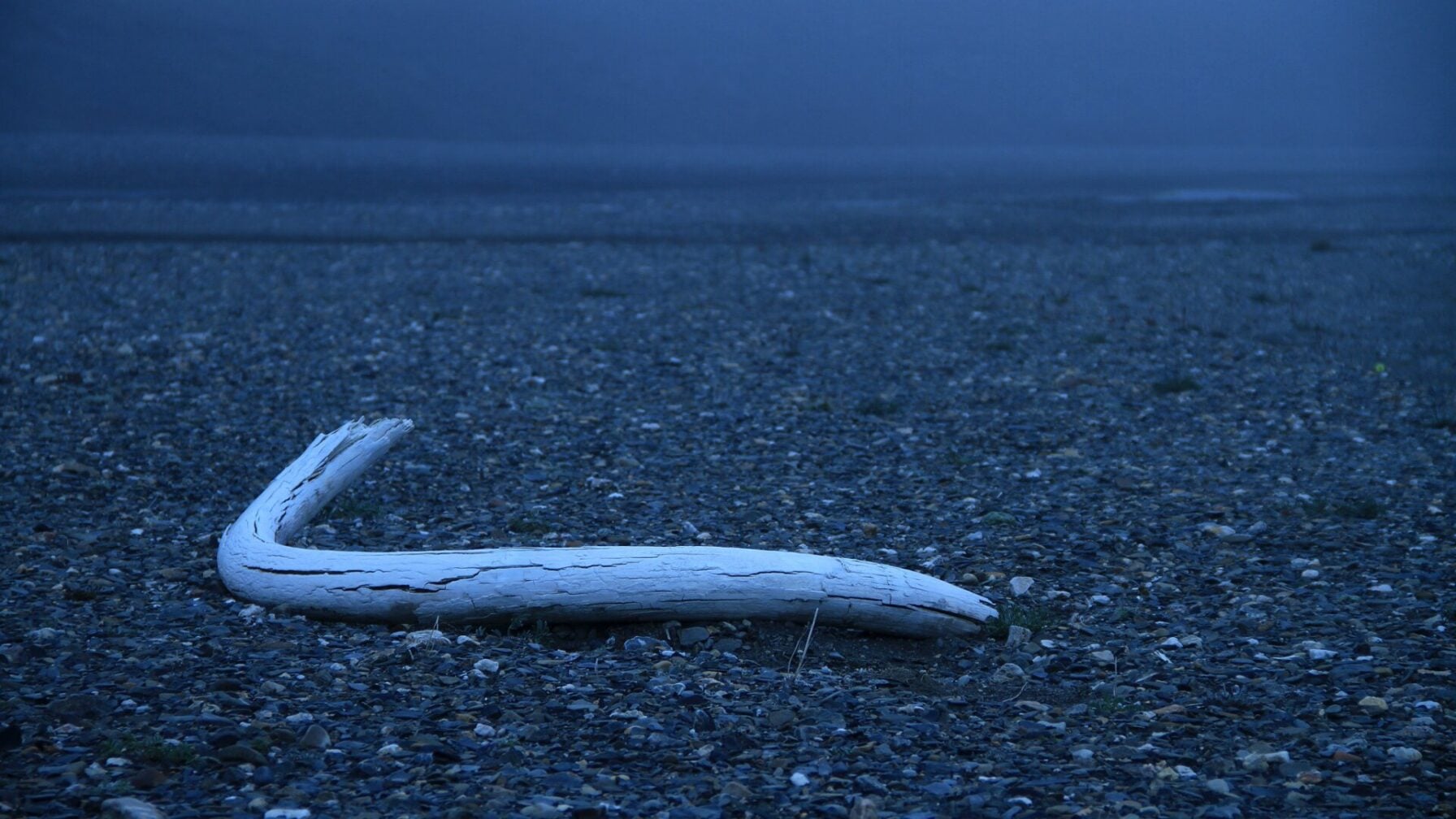 Million-Year-Old Mammoth Teeth Contain Oldest DNA Ever Found