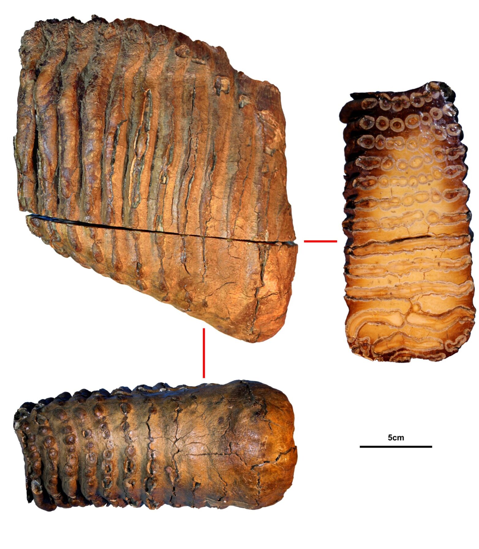 Million-Year-Old Mammoth Teeth Contain Oldest DNA Ever Found