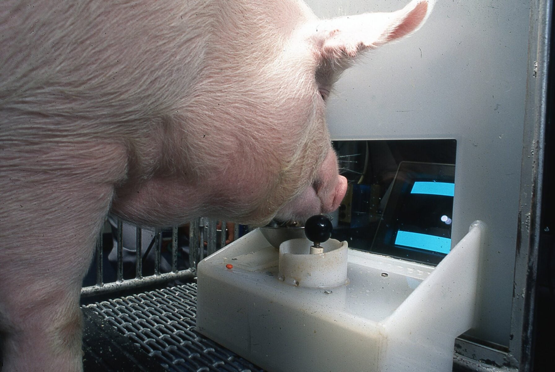 Video Game-Playing Pigs Stretch Our Concepts of Animal Intelligence