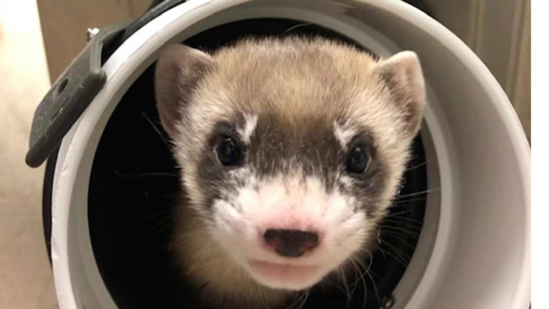 Meet the First Endangered Animal to Be Cloned in North America