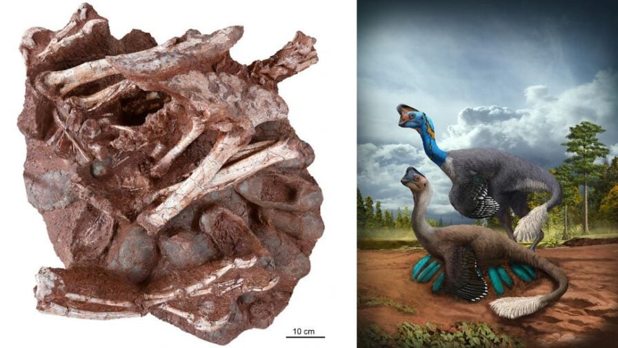 Extraordinary Fossil Captures Nesting Oviraptor Dinosaur Alongside ...