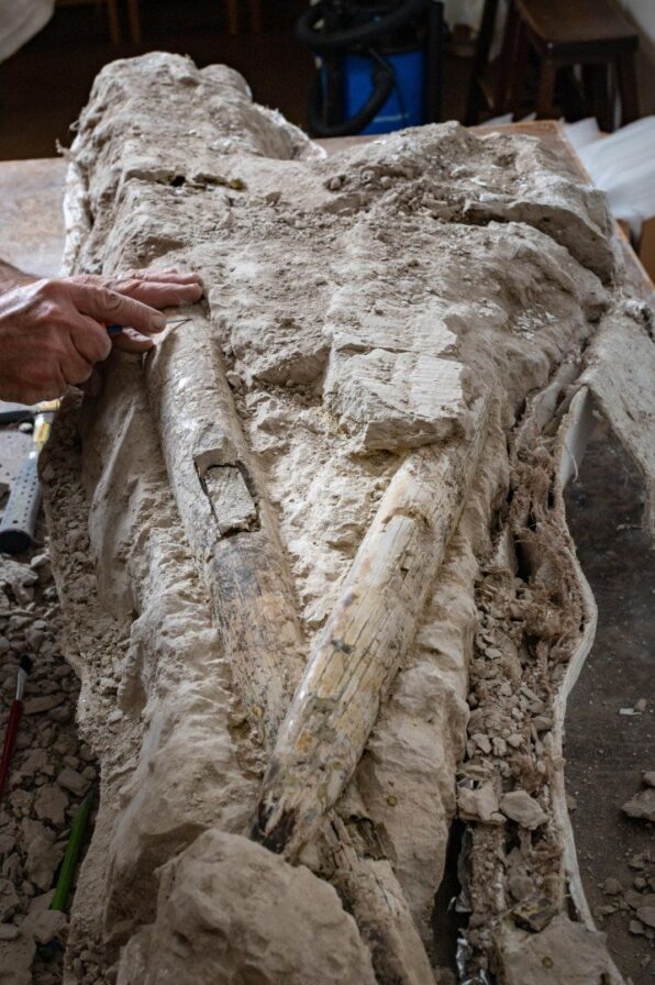 Giant Camels and More Treasures Discovered in Fossilized California Forest