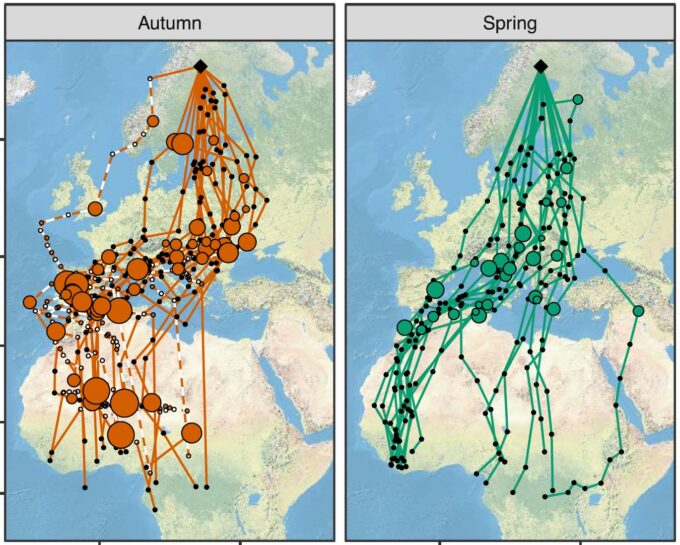World’s Fastest Migrating Bird Flew 500 Miles a Day for 9 Days Straight
